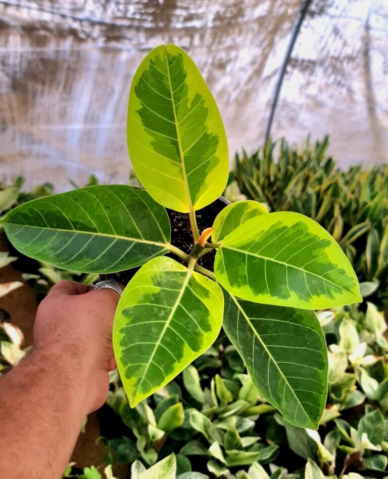 ficus-altissima-3oud-planthouse